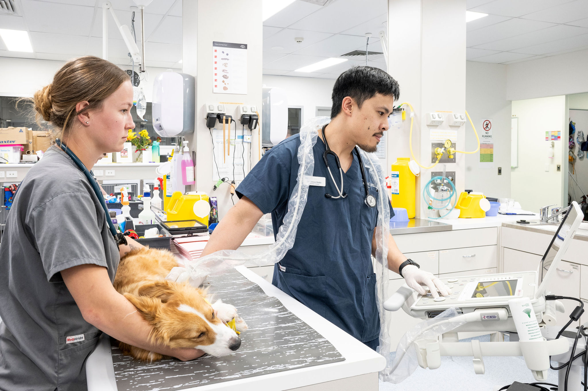 Emergency & Specialist Vet in Brisbane | Animal Referral Hospital