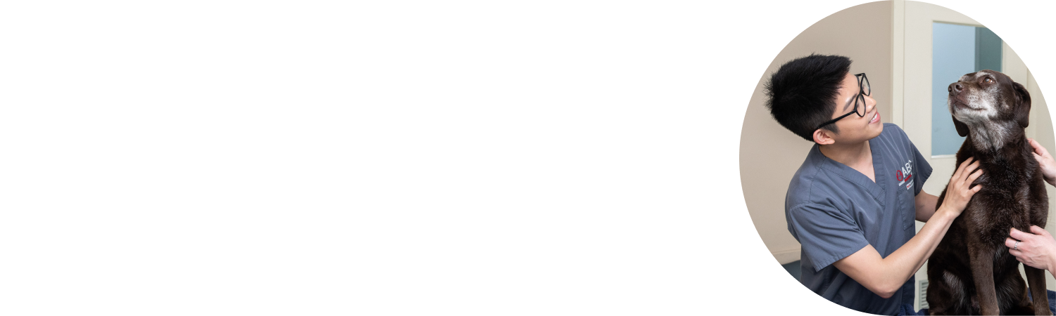 Animal Emergency Centre Mt Waverley | Critical Pet Treatment