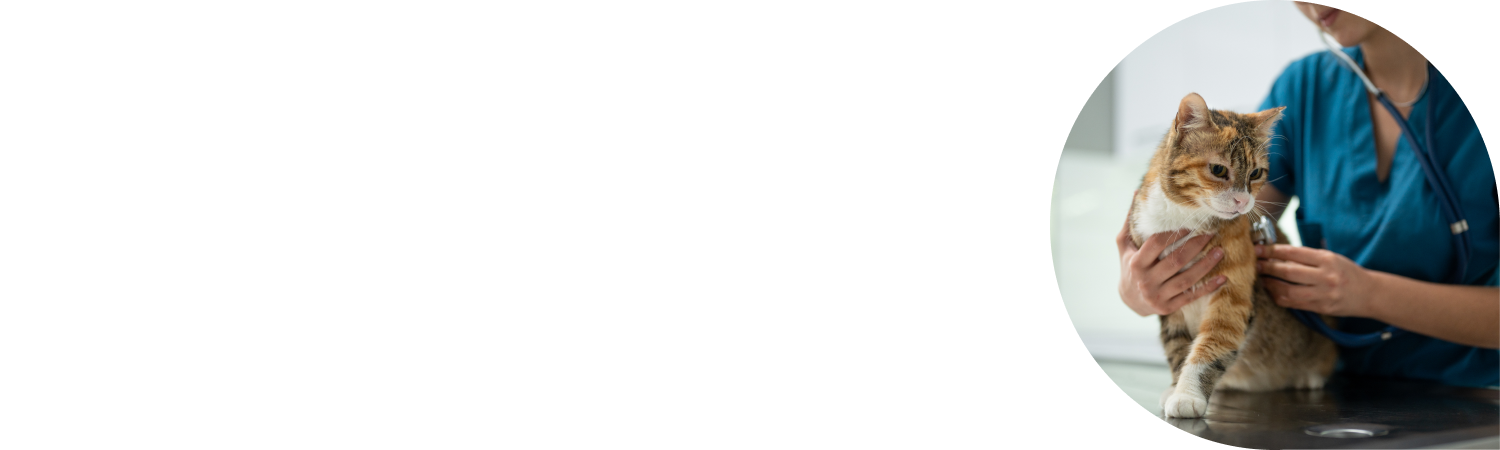 Animal Emergency Centre Moorabbin | Critical Pet Treatment