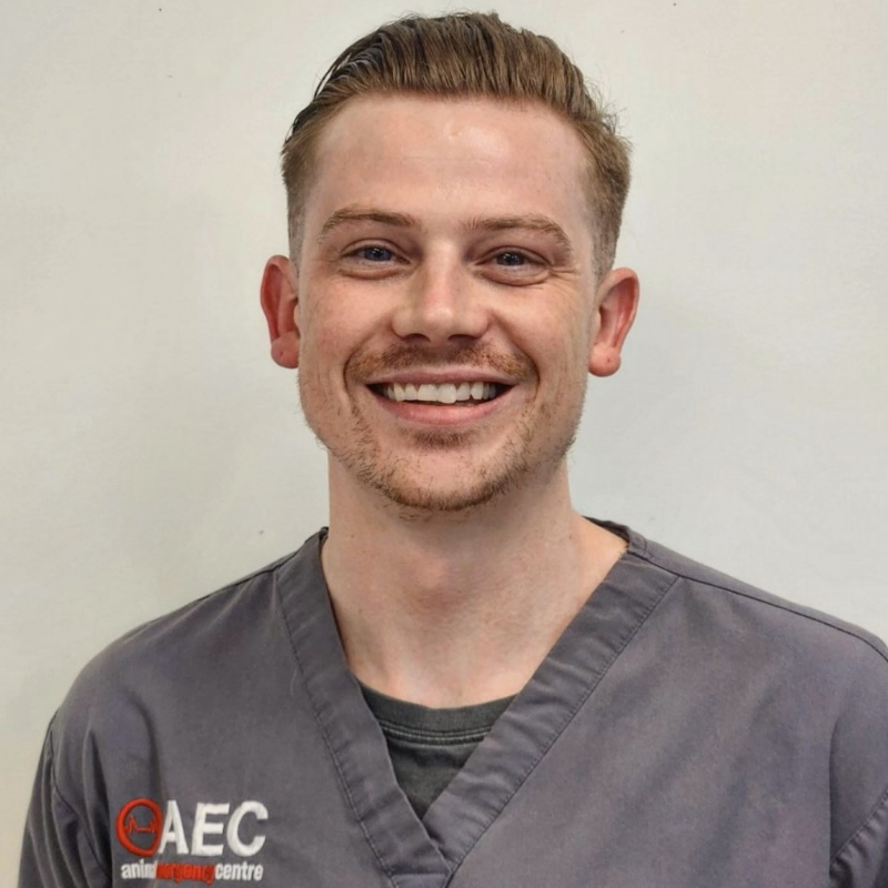 Emergency Vet in Gold Coast | Animal Emergency Centre