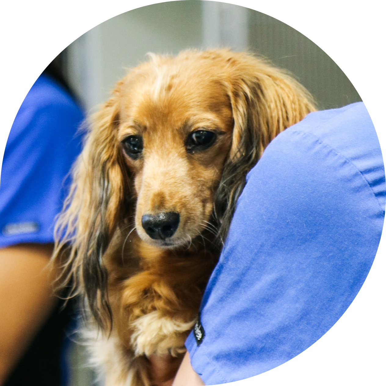 Emergency Vet in Gold Coast | Animal Emergency Centre
