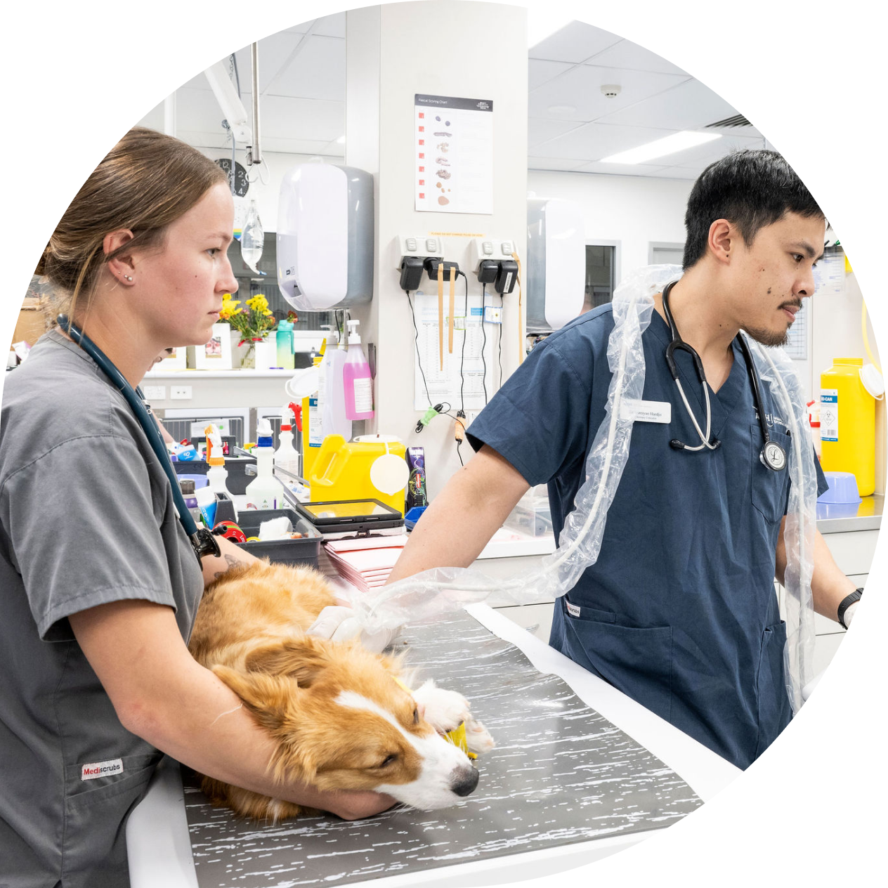 Emergency & Specialist Vet in Brisbane | Animal Referral Hospital