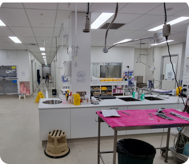 Emergency Vet Canberra | Specialty Services | Animal Referral Hospital