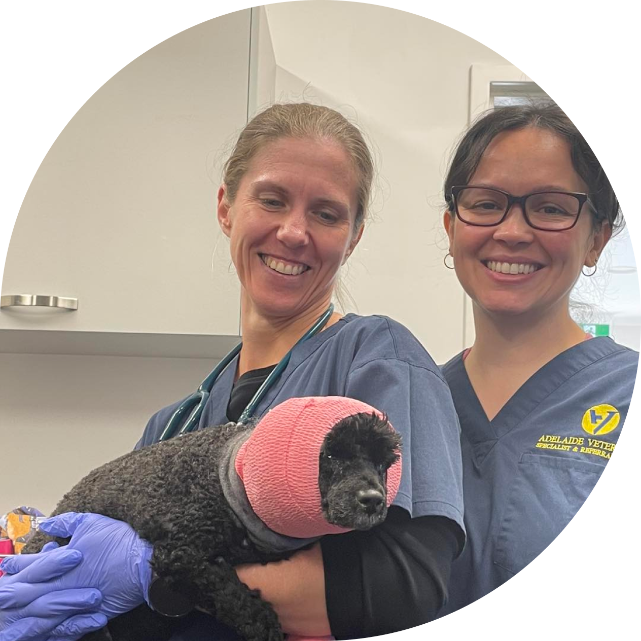 Specialty Services Vet in Adelaide | Veterinary Specialist & Referral ...