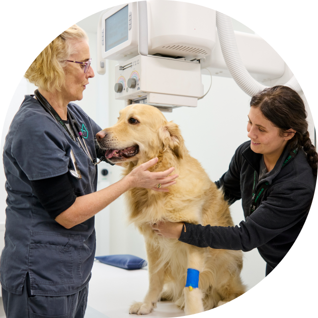 24/7 Pet Care Melbourne | Centre For Animal Referral & Emergency