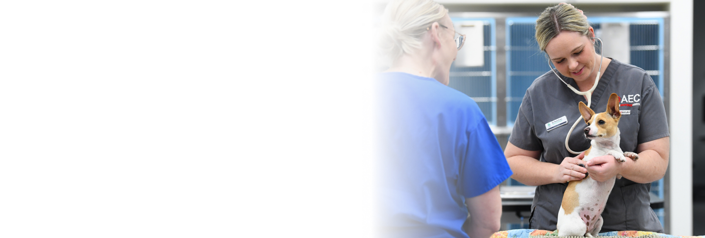 24/7 Emergency Vet Care | Animal Referral & Emergency Network