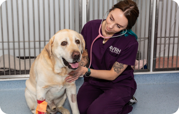 Emergency Vet in Dandenong | Veterinary Referral Hospital