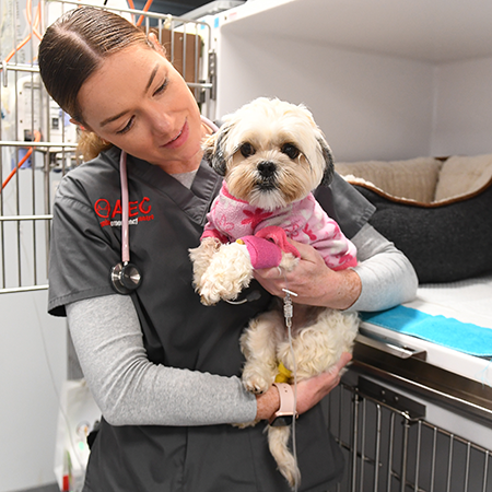 Emergency Vet Services | Animal Critical Care | AREN