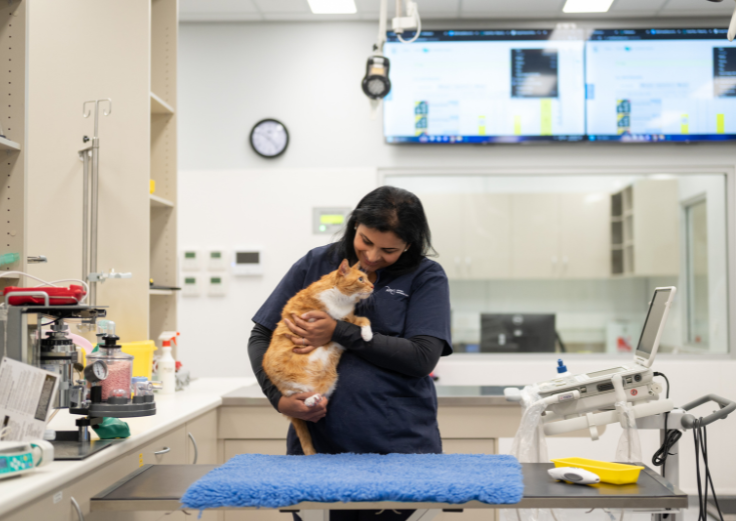 Veterinary Neurologist Services | Animal Specialists | AREN