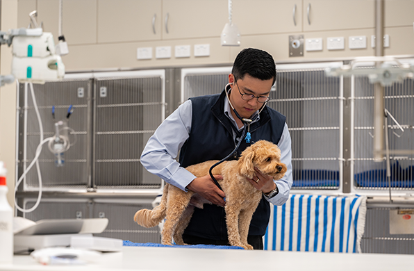 Emergency Vet Greater Western Sydney | Animal Referral Hospital