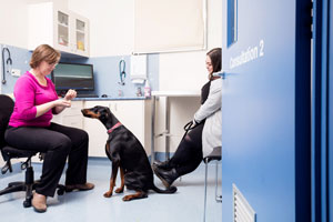 Specialty Services Vet in Adelaide | Veterinary Specialist & Referral ...