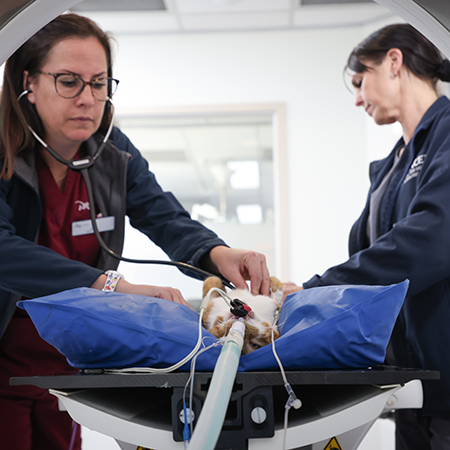 Emergency and Critical Care | Animal Referral & Emergency Network